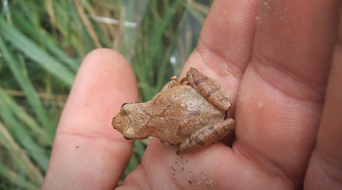 DNR looking for good listeners to help track toads and frogs - Radio Iowa
