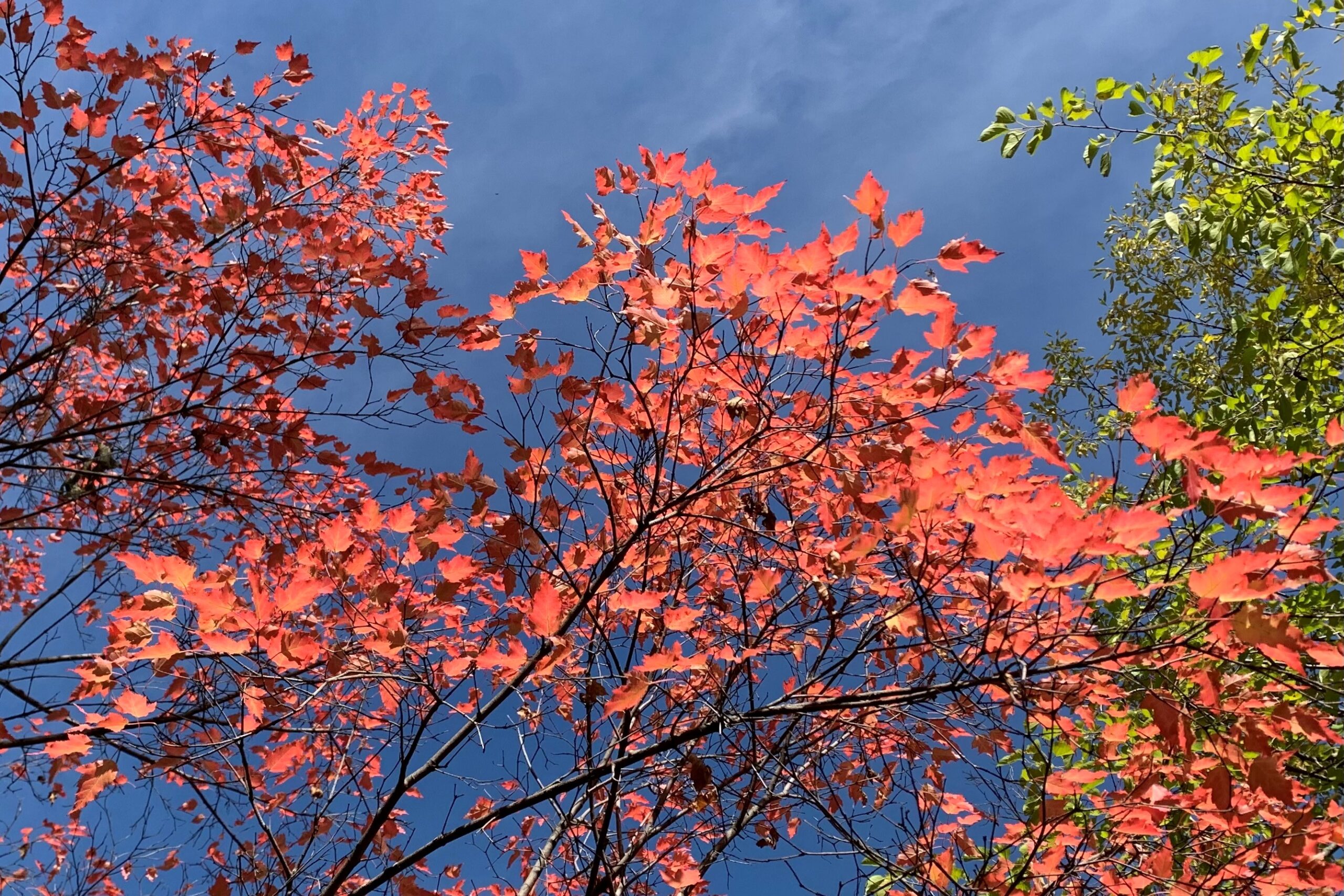 Expert says drought hasn't dampened Iowa's fall foliage show - Radio Iowa