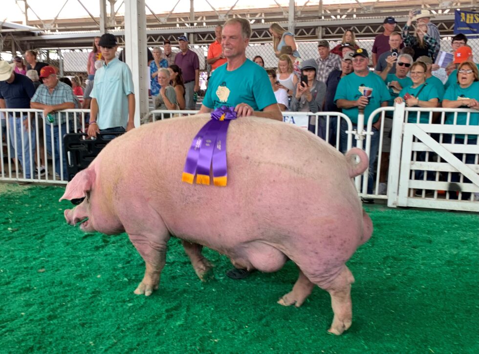 1420 pounds! 2024 Iowa State Fair's 'big boar' sets weighty record ...