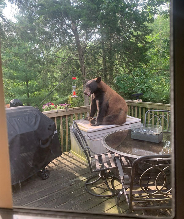 Spring is the time to be aware of bears in Iowa - Radio Iowa